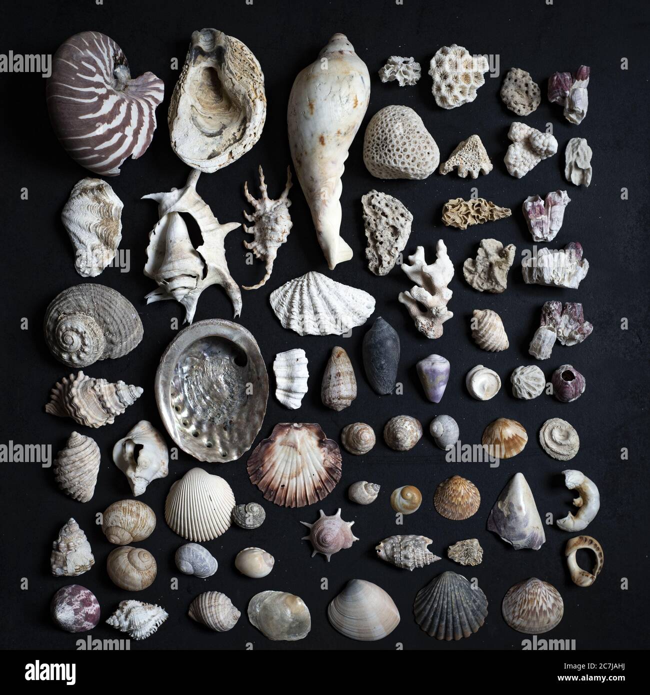 Black background with a lot of different seashells Stock Photo - Alamy