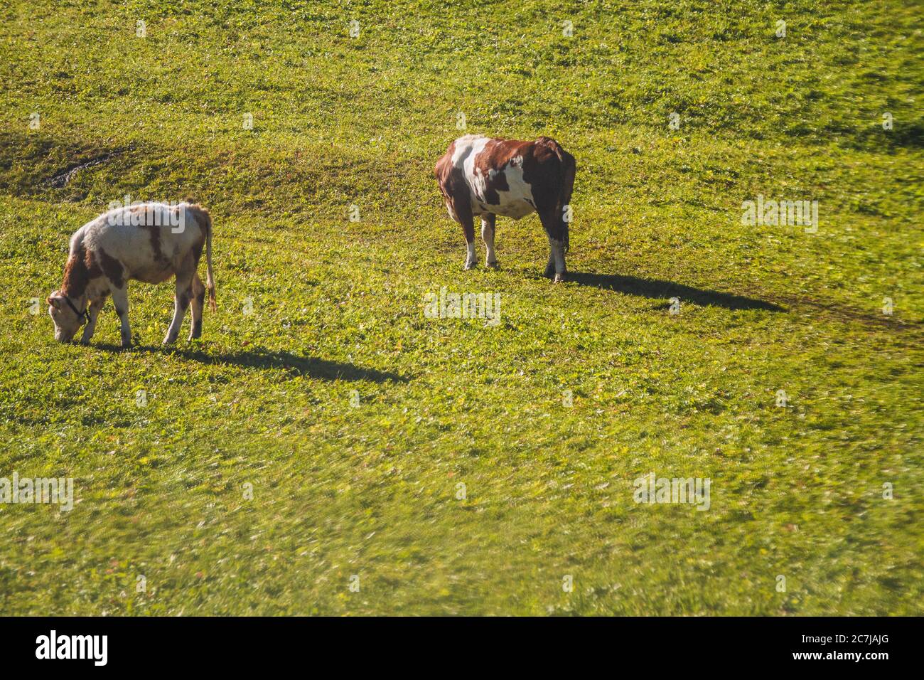Beautiful shot two cows hi-res stock photography and images - Alamy