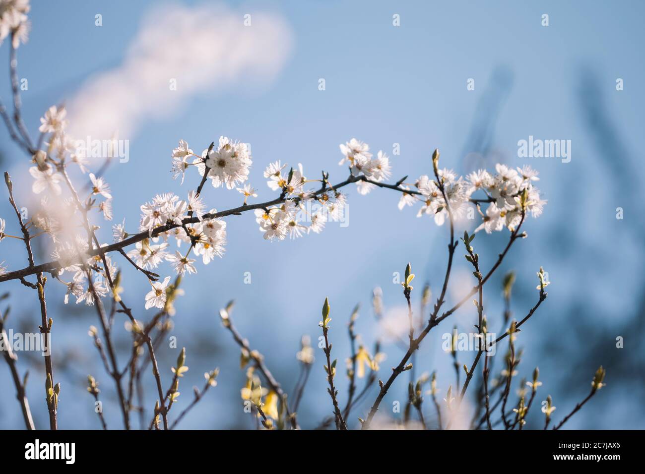 Tree, branches, blossoms Stock Photo - Alamy