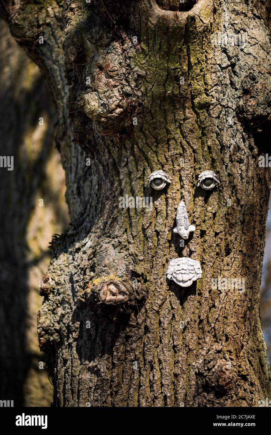 Tree trunk, detail, face Stock Photo - Alamy