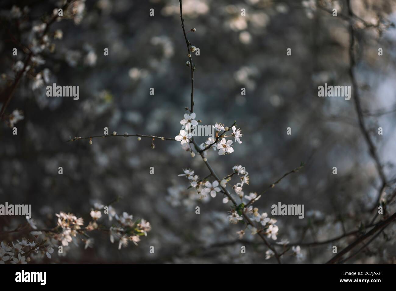 Tree, branches, blossoms Stock Photo - Alamy