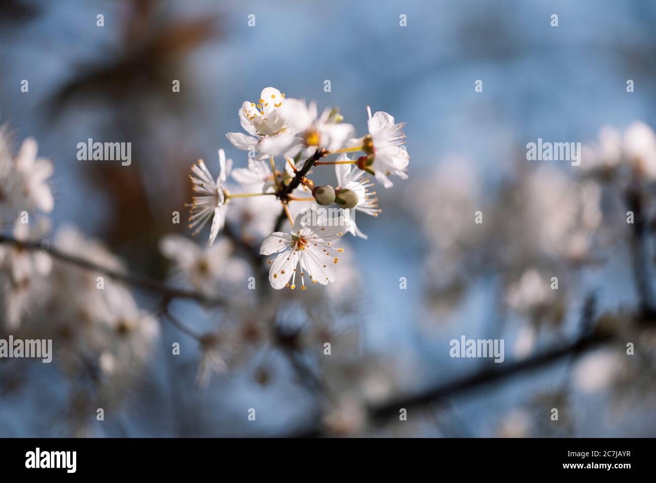 Tree, branches, blossoms Stock Photo - Alamy