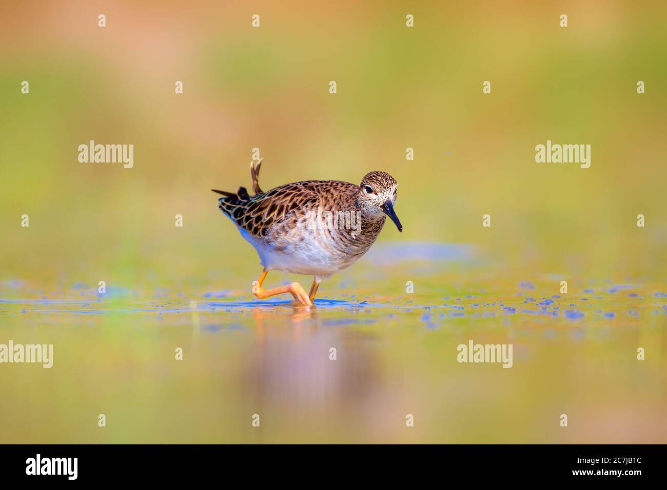 Nature and birds. Common water bird. Colorful nature habitat background ...