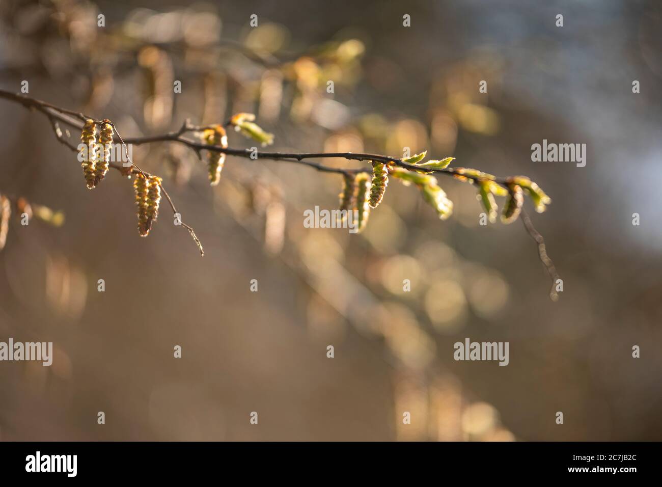 Tree, detail, branch, catkins Stock Photo - Alamy