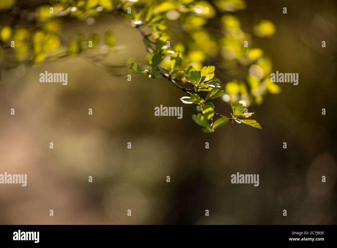 Tree, branch, detail, leaves Stock Photo - Alamy