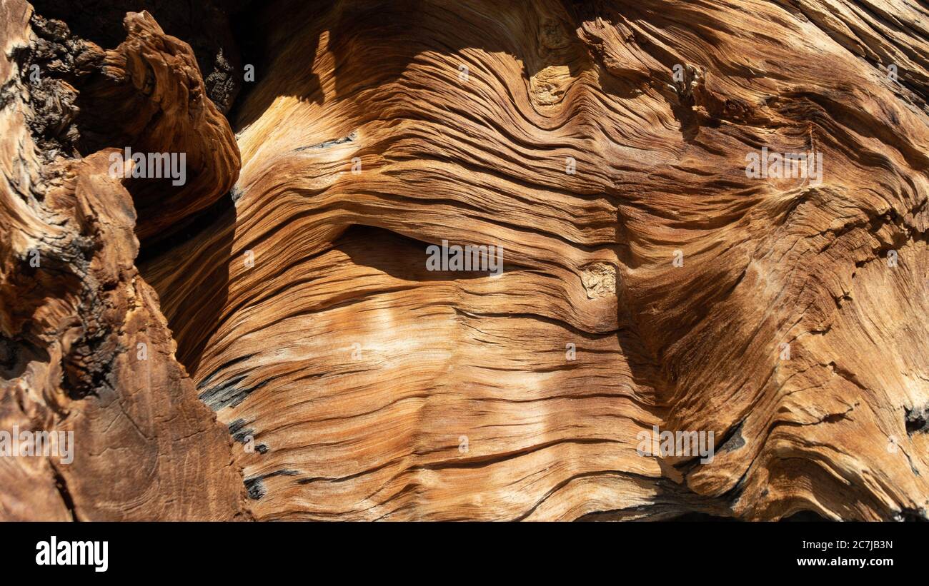 Tree struck by lightning hi-res stock photography and images - Alamy