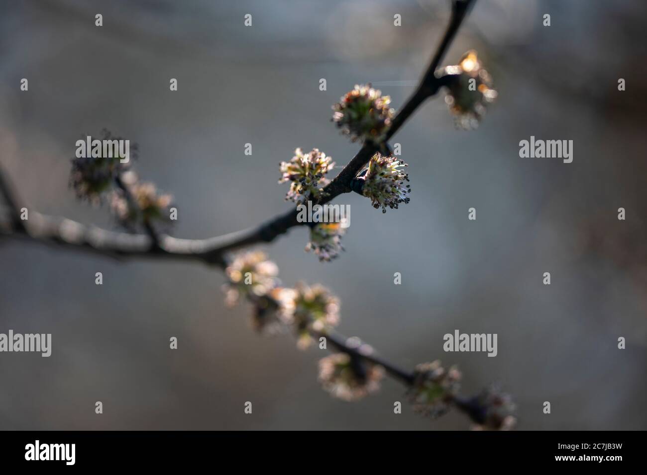 Branch bloom detail hi-res stock photography and images - Alamy
