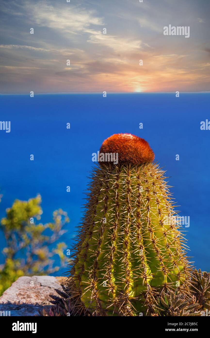 Cactus caribbean hi-res stock photography and images - Alamy