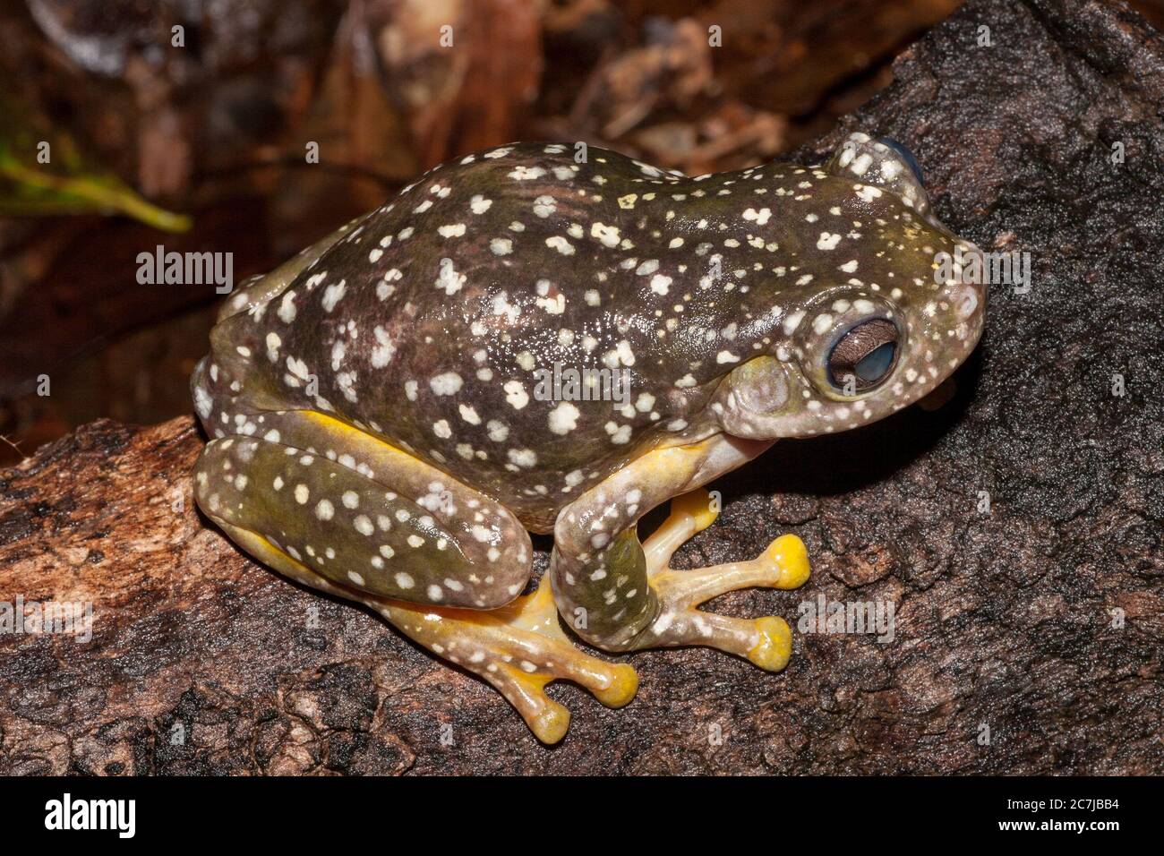 Magnificent tree frogs hi-res stock photography and images - Alamy