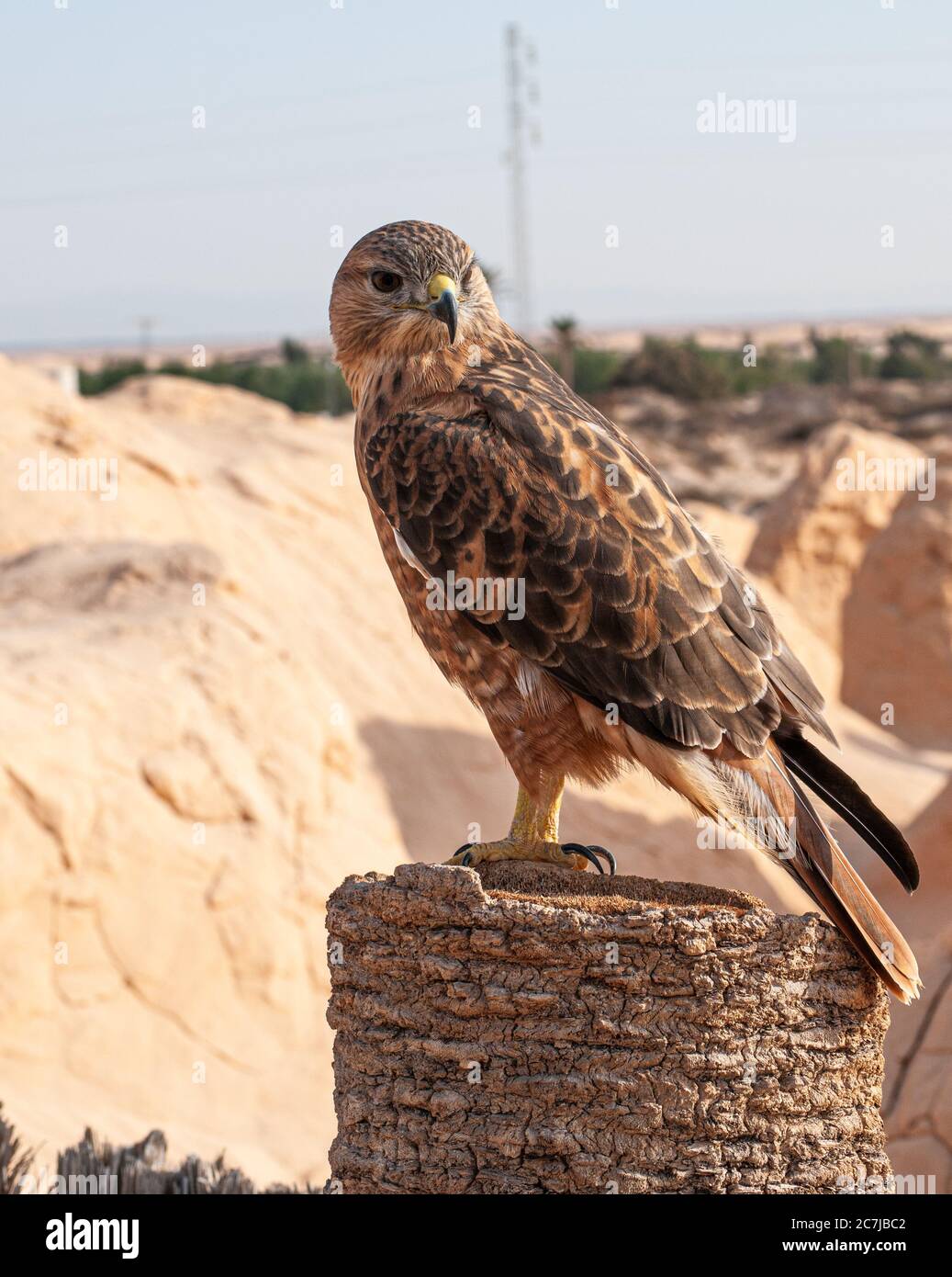 Hawk on a rock in the middle of Sahara desert Stock Photo - Alamy