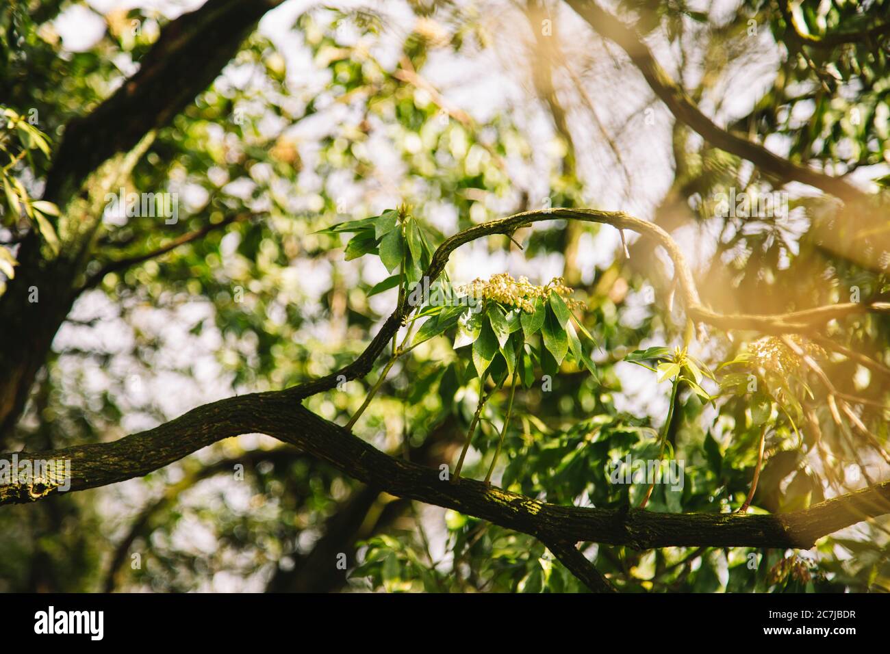 Japanese greenery hi-res stock photography and images - Alamy