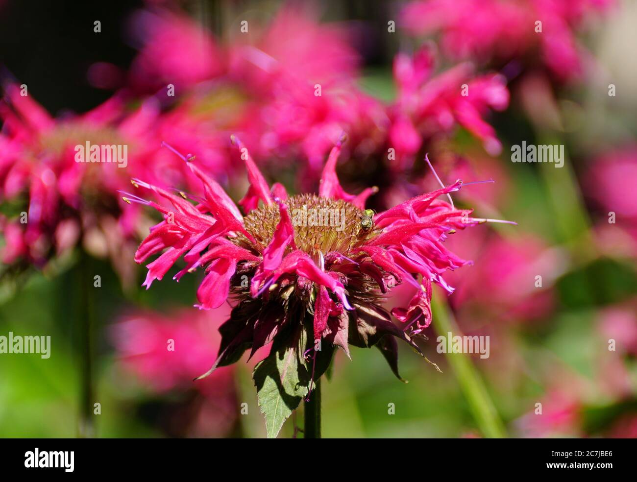 A bee pollinating a red monarda flower Stock Photo - Alamy