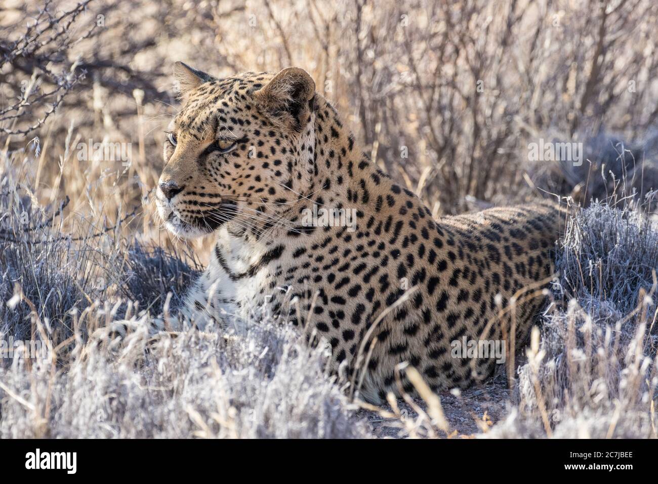 Leopard resting in grass hi-res stock photography and images - Alamy