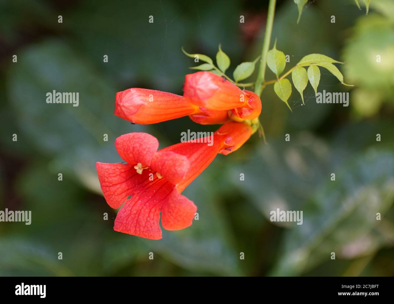 Close up of the orange trumpet vine flower Stock Photo - Alamy