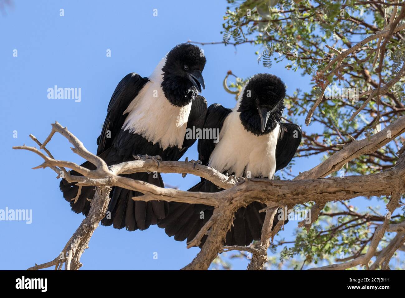 Resting crows hi-res stock photography and images - Alamy
