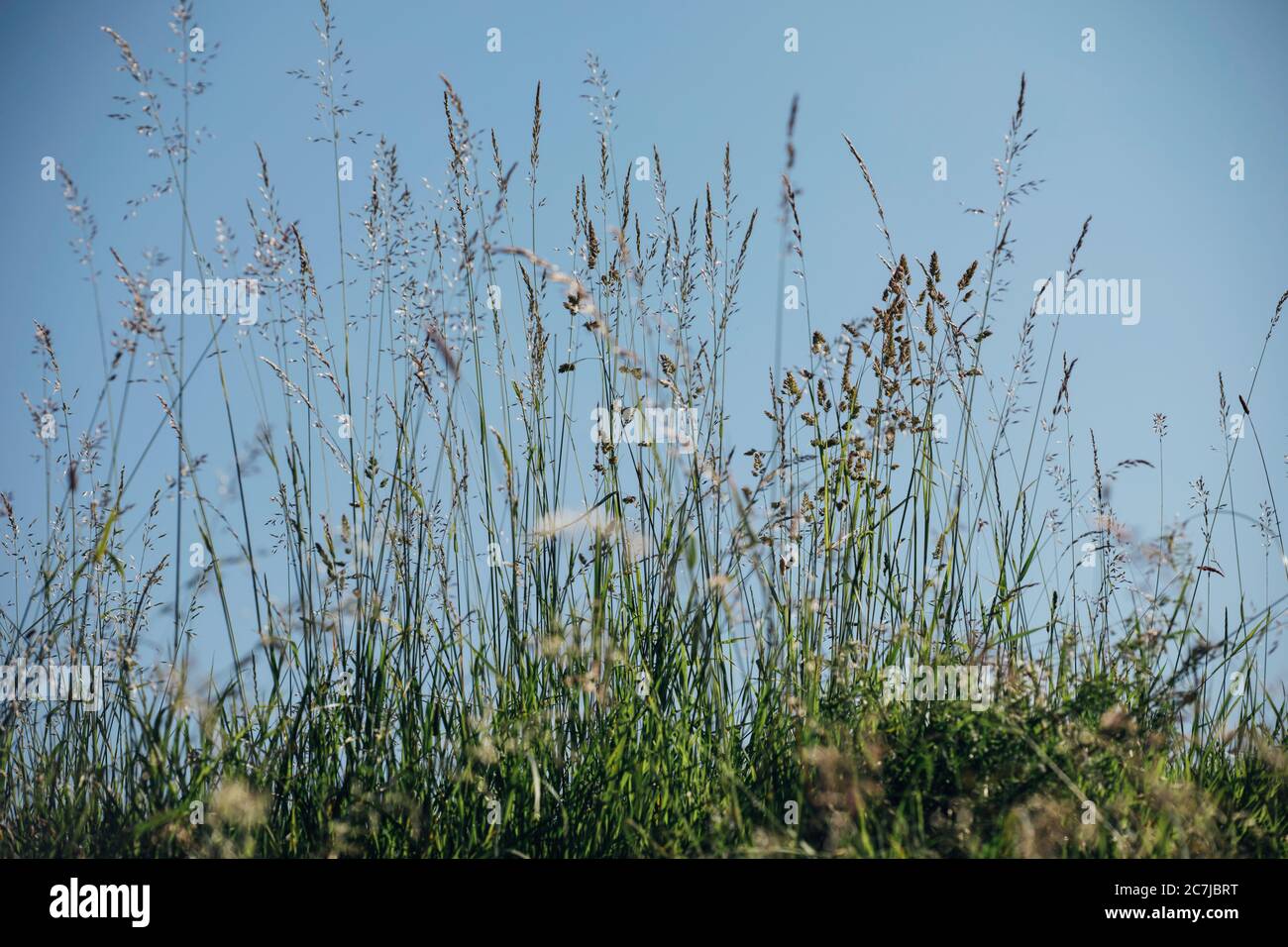 Meadow grasses hi-res stock photography and images - Alamy