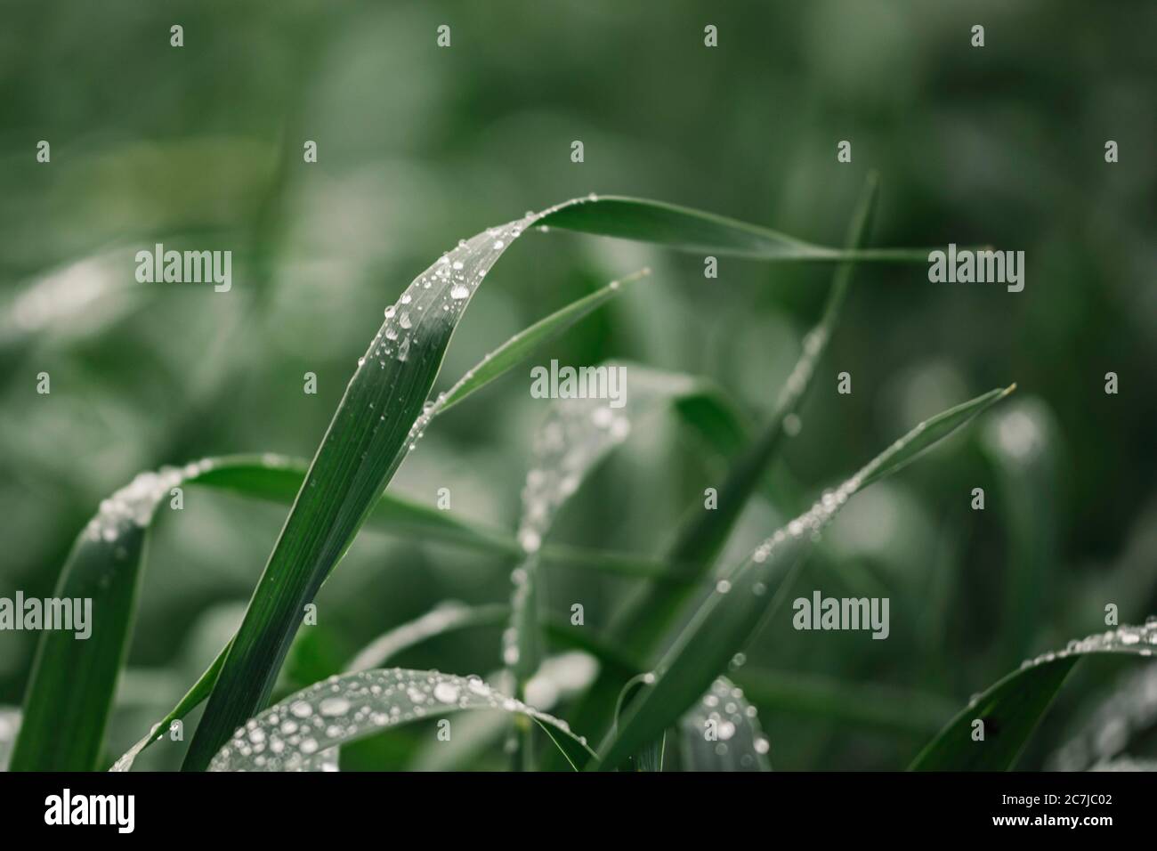 The dew is falling hi-res stock photography and images - Alamy