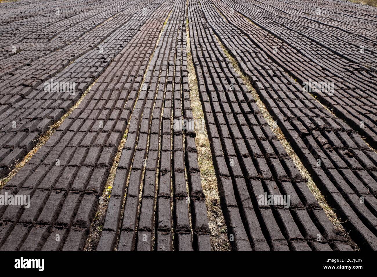 Lines of turf from a peat bog laid out ready for footing in County ...