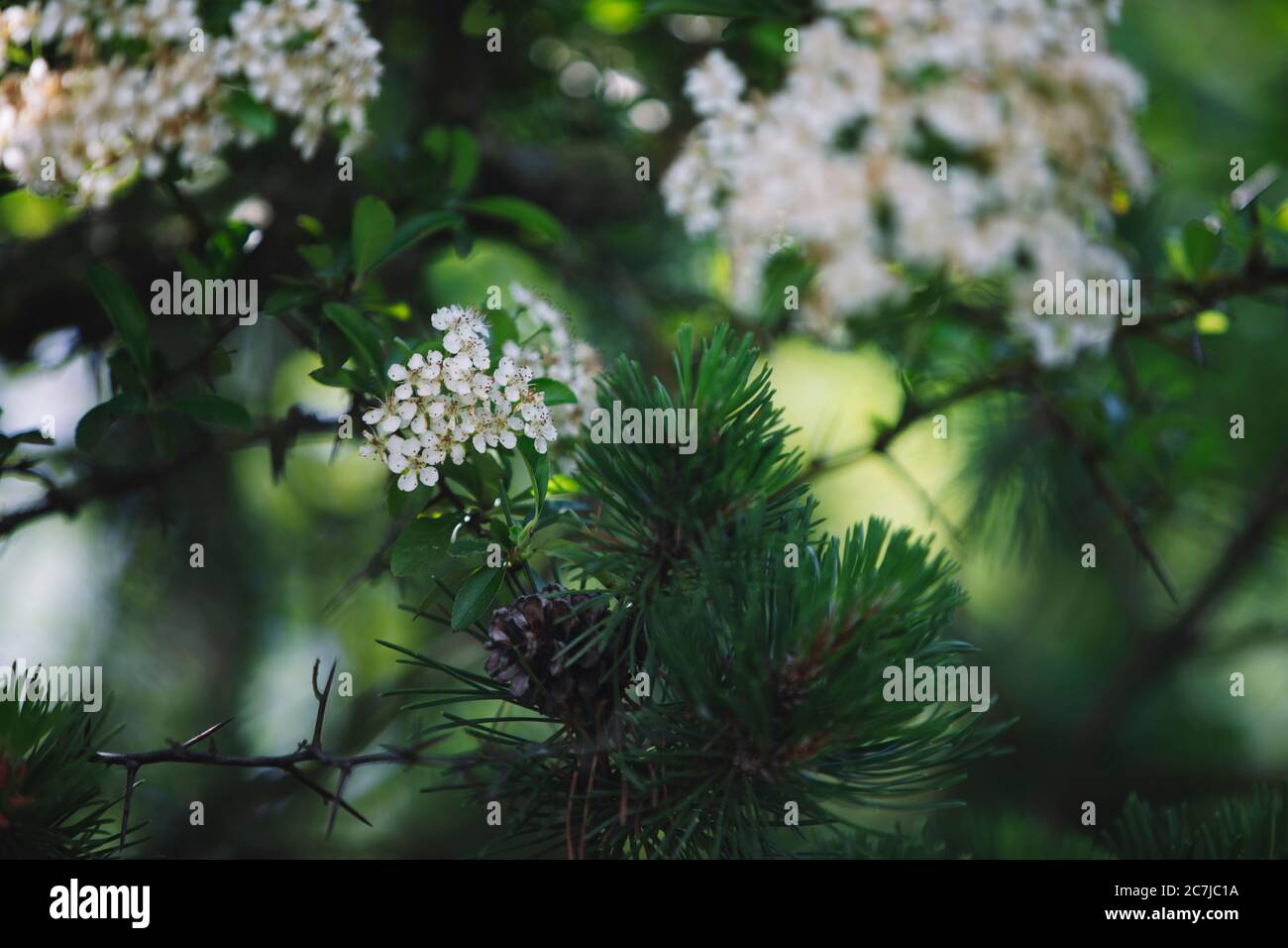 Trees, shrubs, detail Stock Photo - Alamy