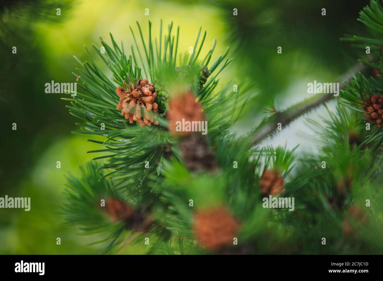 Conifer detail hi-res stock photography and images - Alamy