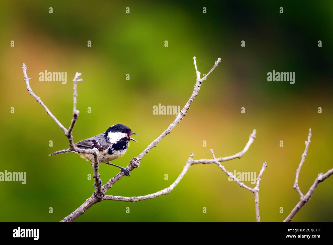 Cute little bird. Nature background. Park, garden forest bird: Coal tit ...