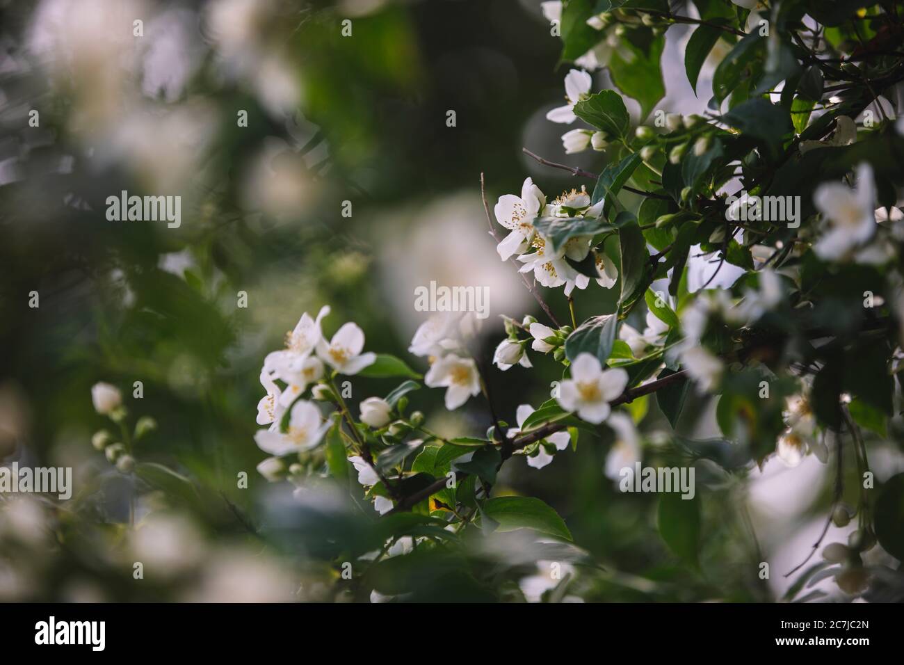 Evergreen rose rosa sempervirens hi-res stock photography and images ...