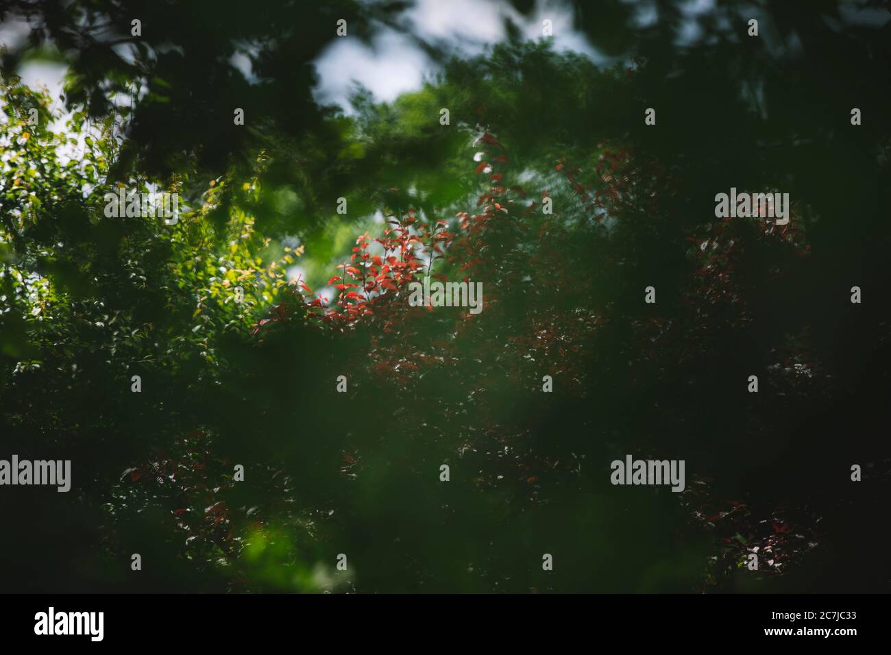 Forest, thicket, detail Stock Photo - Alamy
