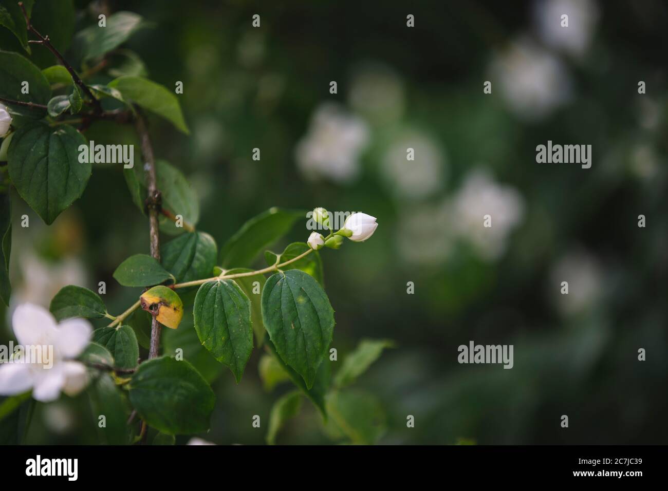Evergreen rose rosa sempervirens hi-res stock photography and images ...
