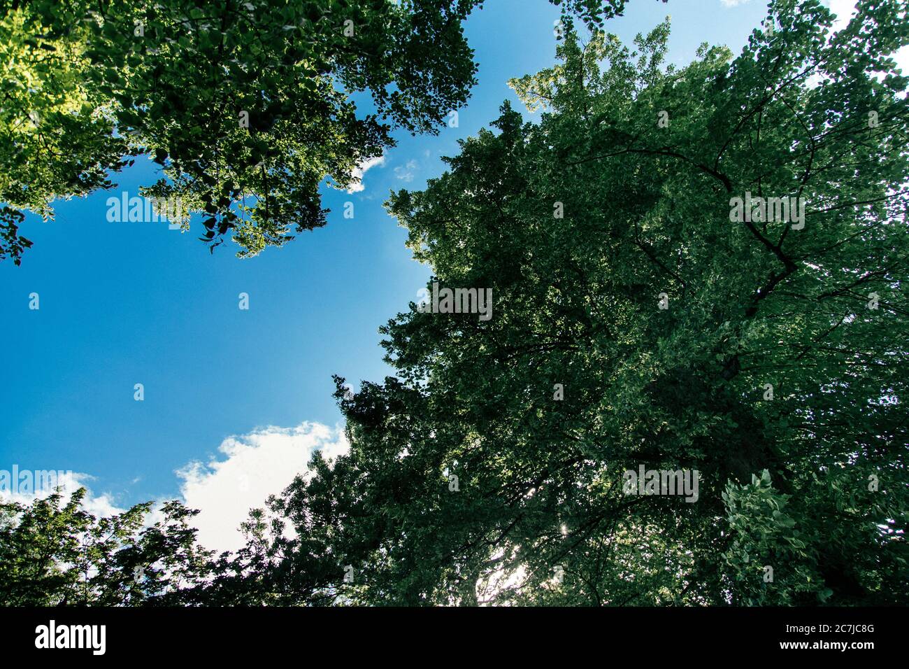 Treetops, from below Stock Photo - Alamy