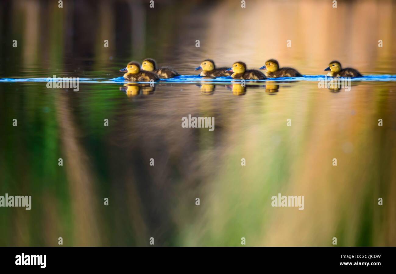 Water nature and birds. Colorful nature background Stock Photo - Alamy