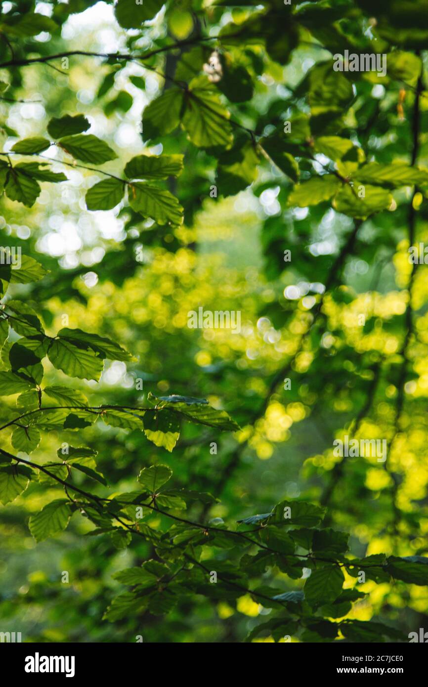 Deciduous tree, detail, leaves Stock Photo - Alamy