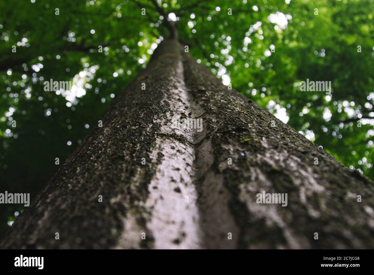 Forest, trees, from below Stock Photo - Alamy