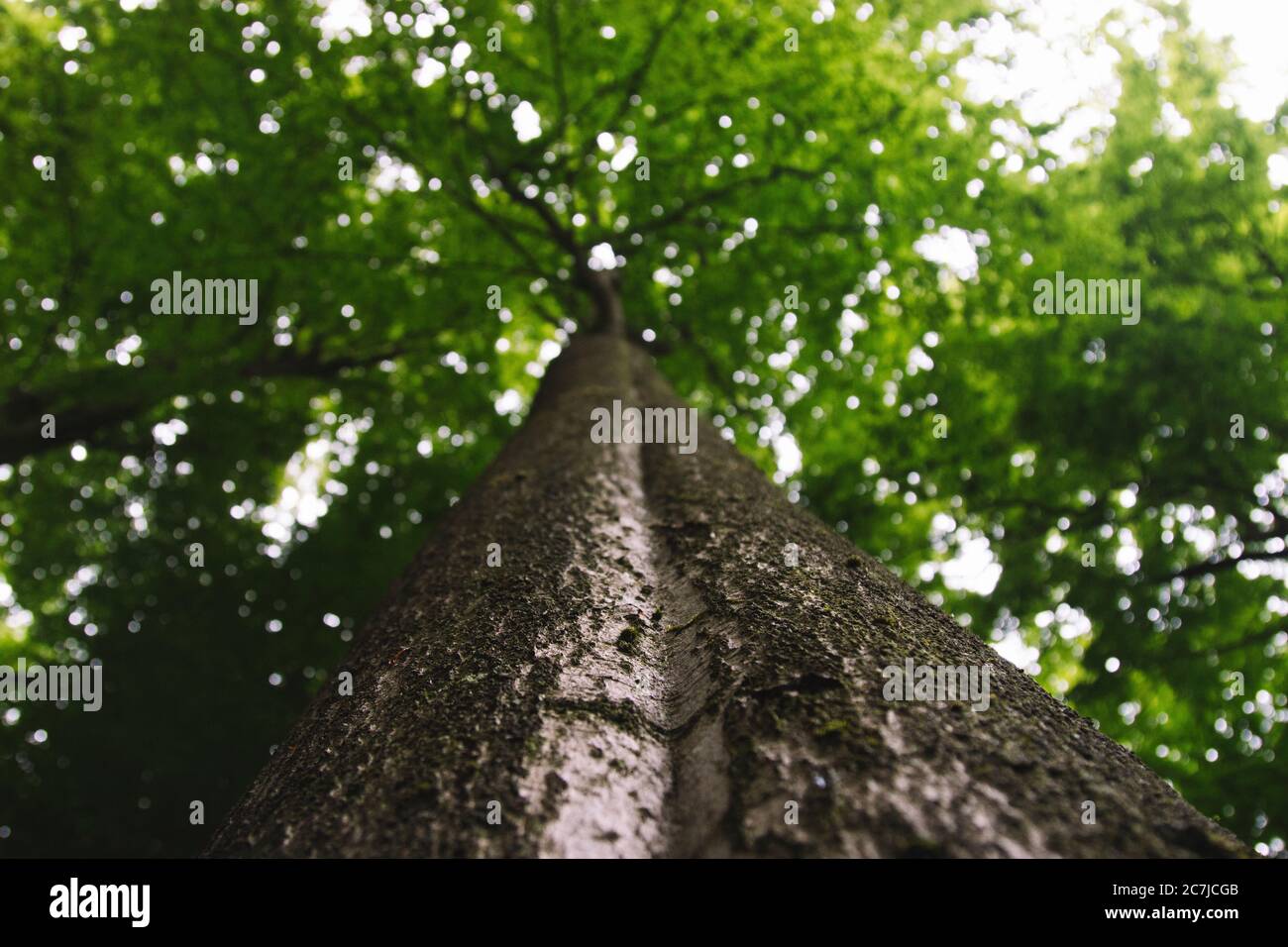 Forest, trees, from below Stock Photo - Alamy