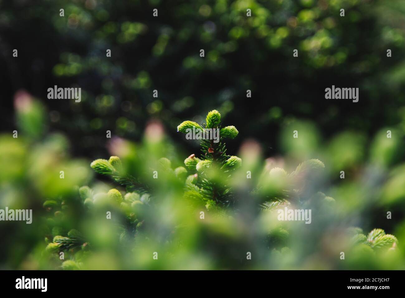 Needles in may hi-res stock photography and images - Alamy