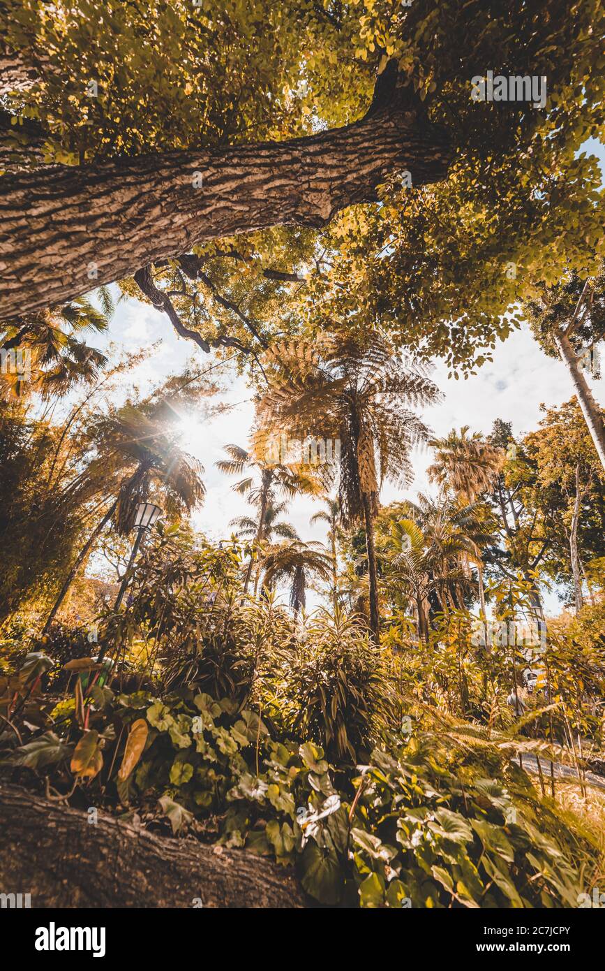 Low angle vertical shot of yellow trees in the forest in Funchal ...