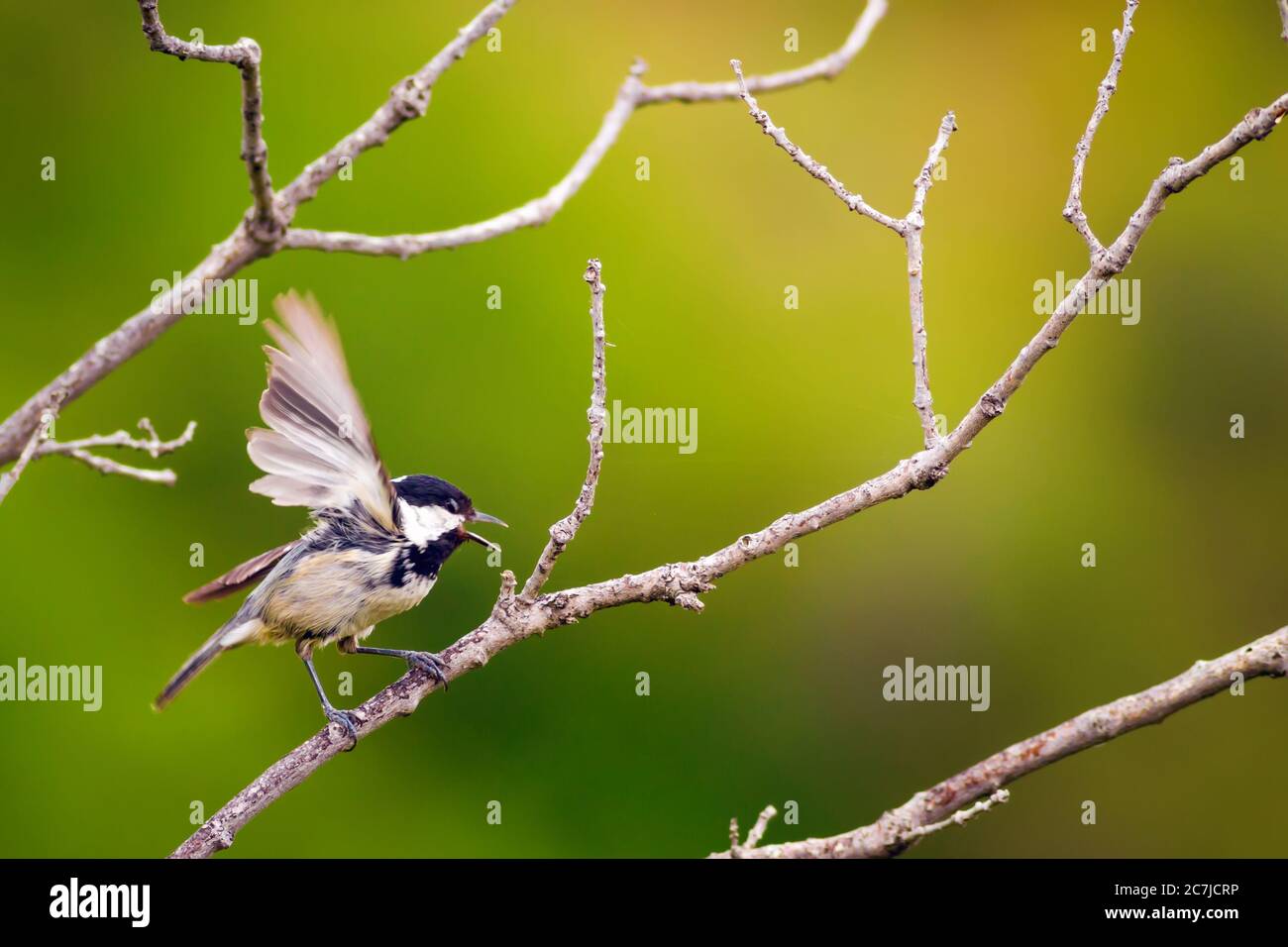Cute little bird. Nature background. Park, garden forest bird: Coal tit ...