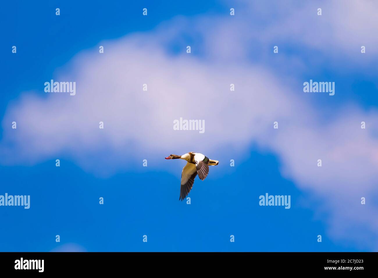 Flying bird. Blue sky background. Bird: Common Shelduck. Tadorna ...