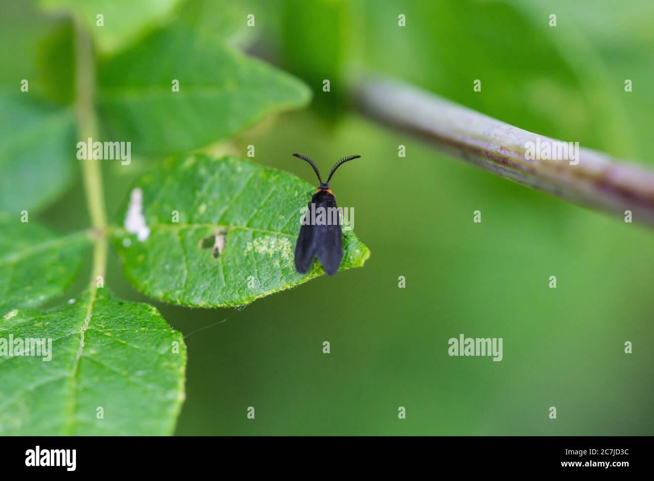 Skeletonizer moth hi-res stock photography and images - Alamy