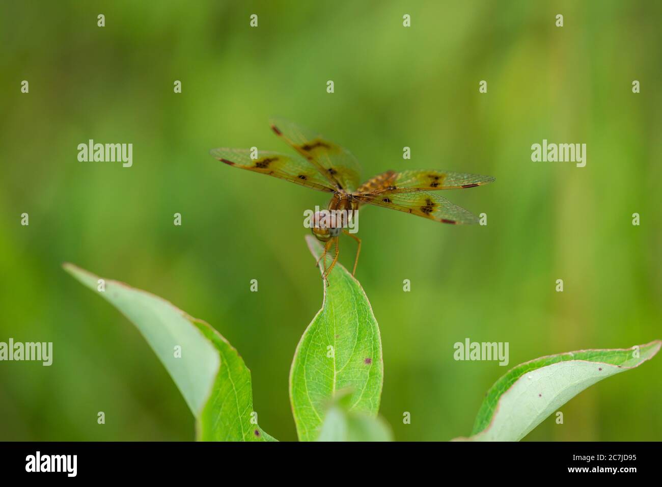 Eastern Amberwing Dragonfly in Summer Stock Photo - Alamy