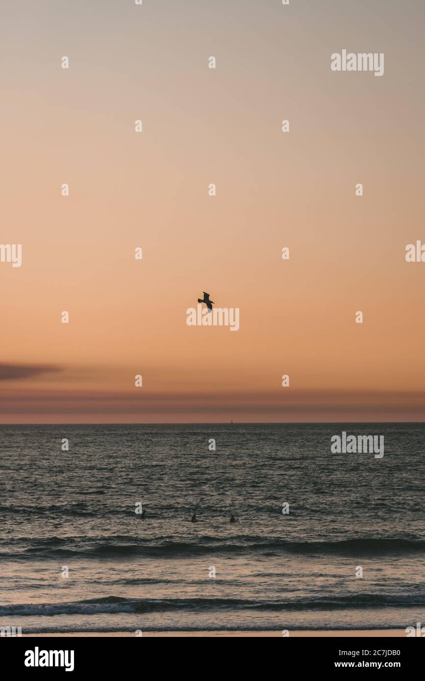Aerial shot flock birds flying hi-res stock photography and images - Alamy