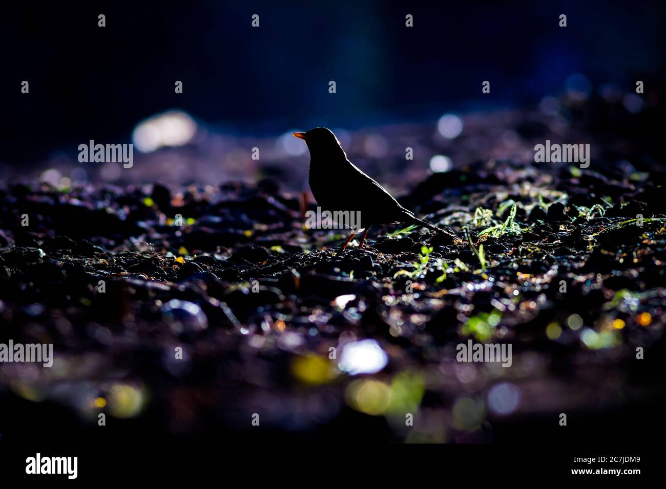 Sunset nature and birds. Sunset colors background Stock Photo - Alamy