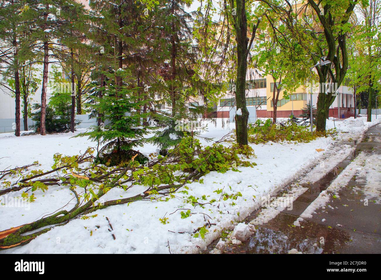 City Street after the Snow Storm . After Spring Blizzard with Broken ...