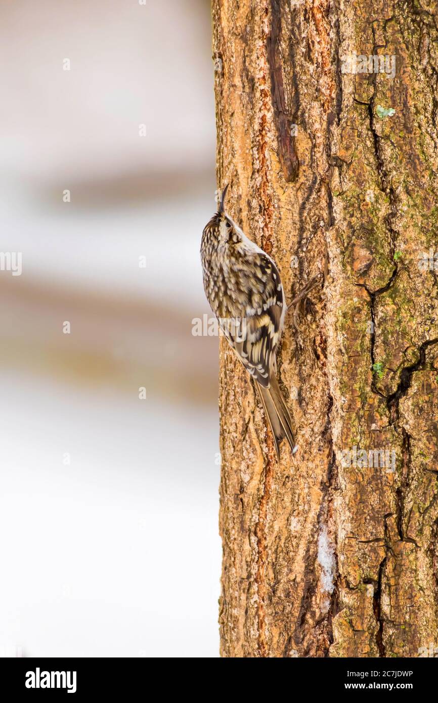 Nature and birds. Bird on branch. Nature background Stock Photo - Alamy