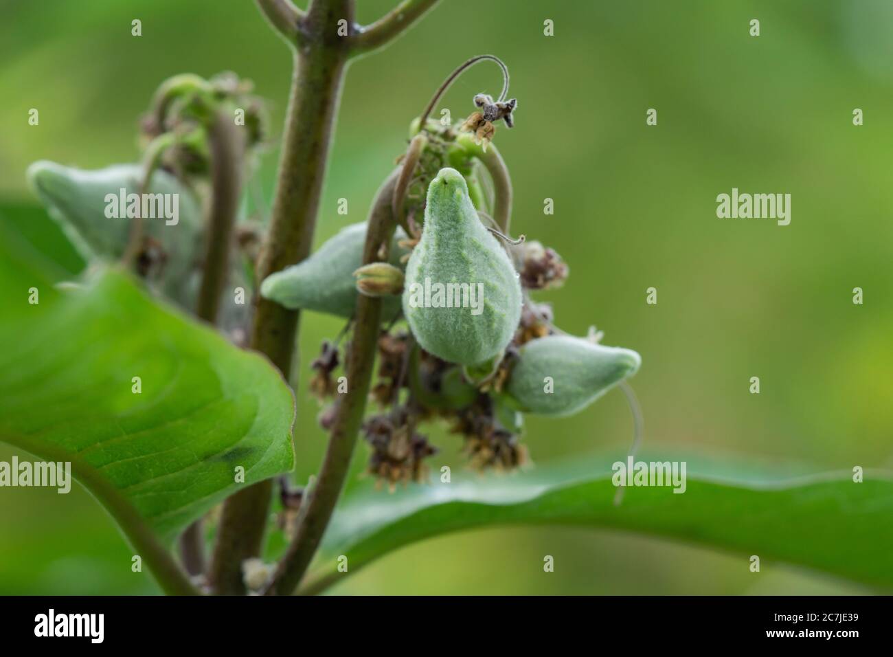 Milkweed Pods Developing in Summer Stock Photo - Alamy
