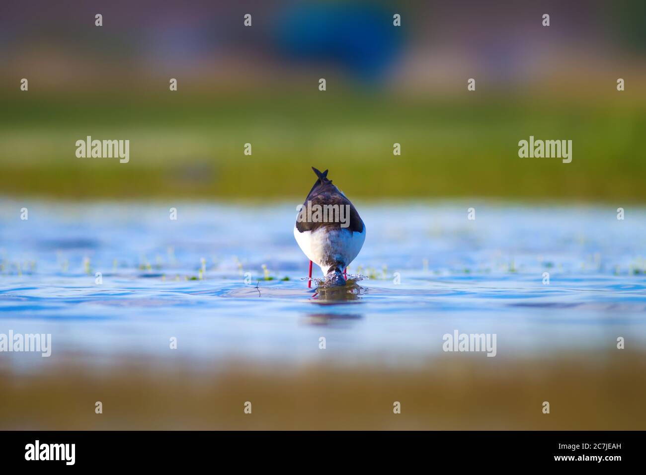 Common water bird. Natural Background. Bird: Black winged Stilt ...