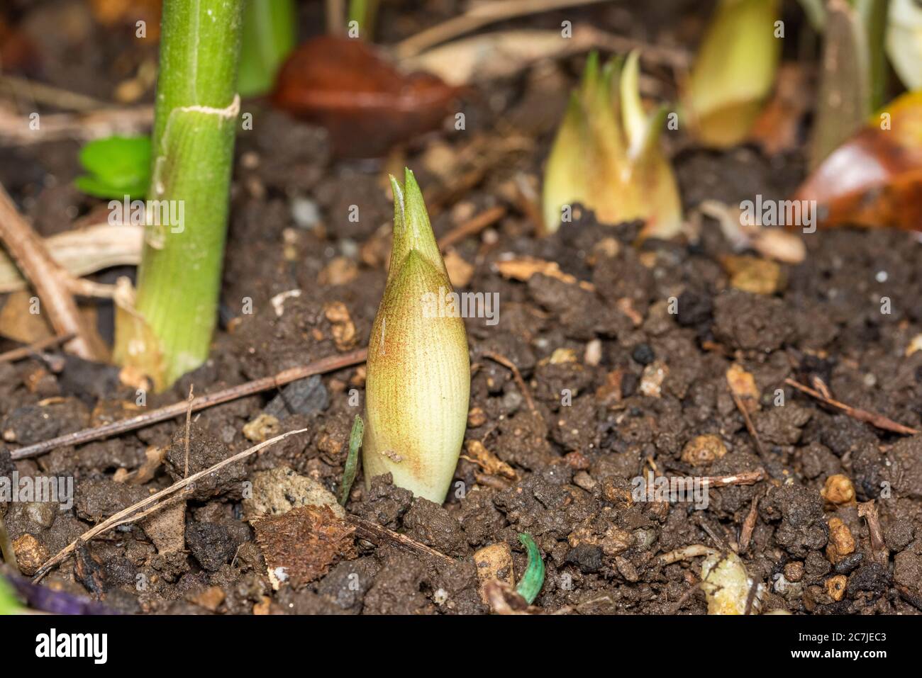 Zingiber mioga ginger plant hi-res stock photography and images - Alamy