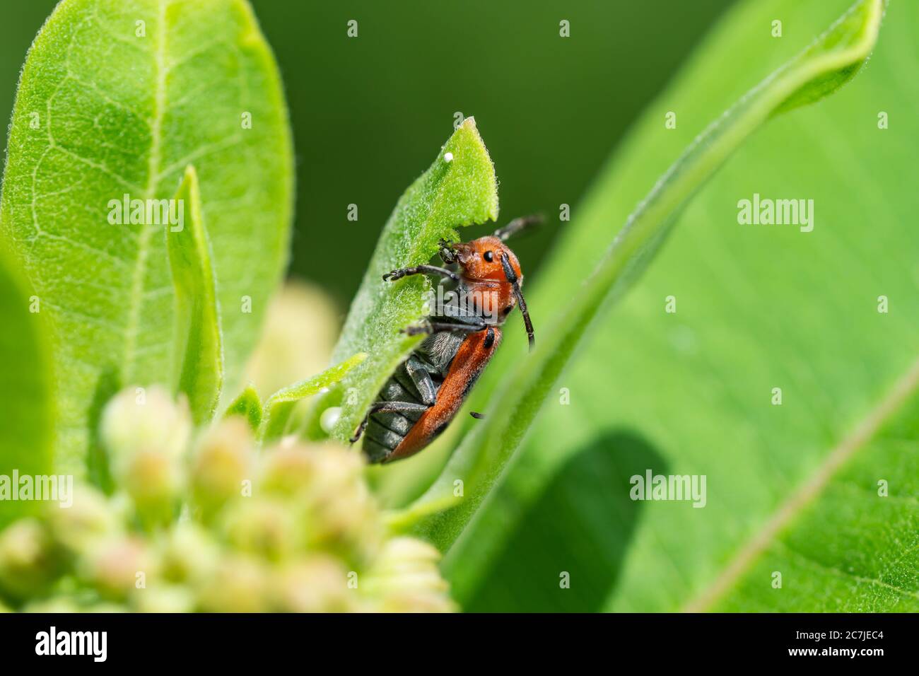 Red and black milkweed insects hi-res stock photography and images - Alamy