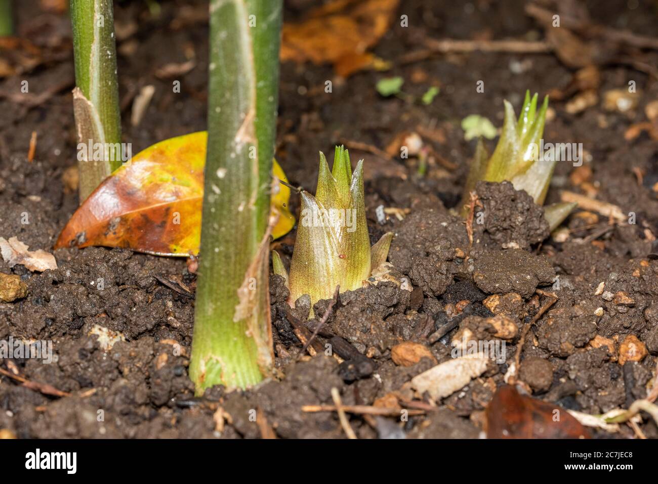 Zingiber mioga ginger plant hi-res stock photography and images - Alamy