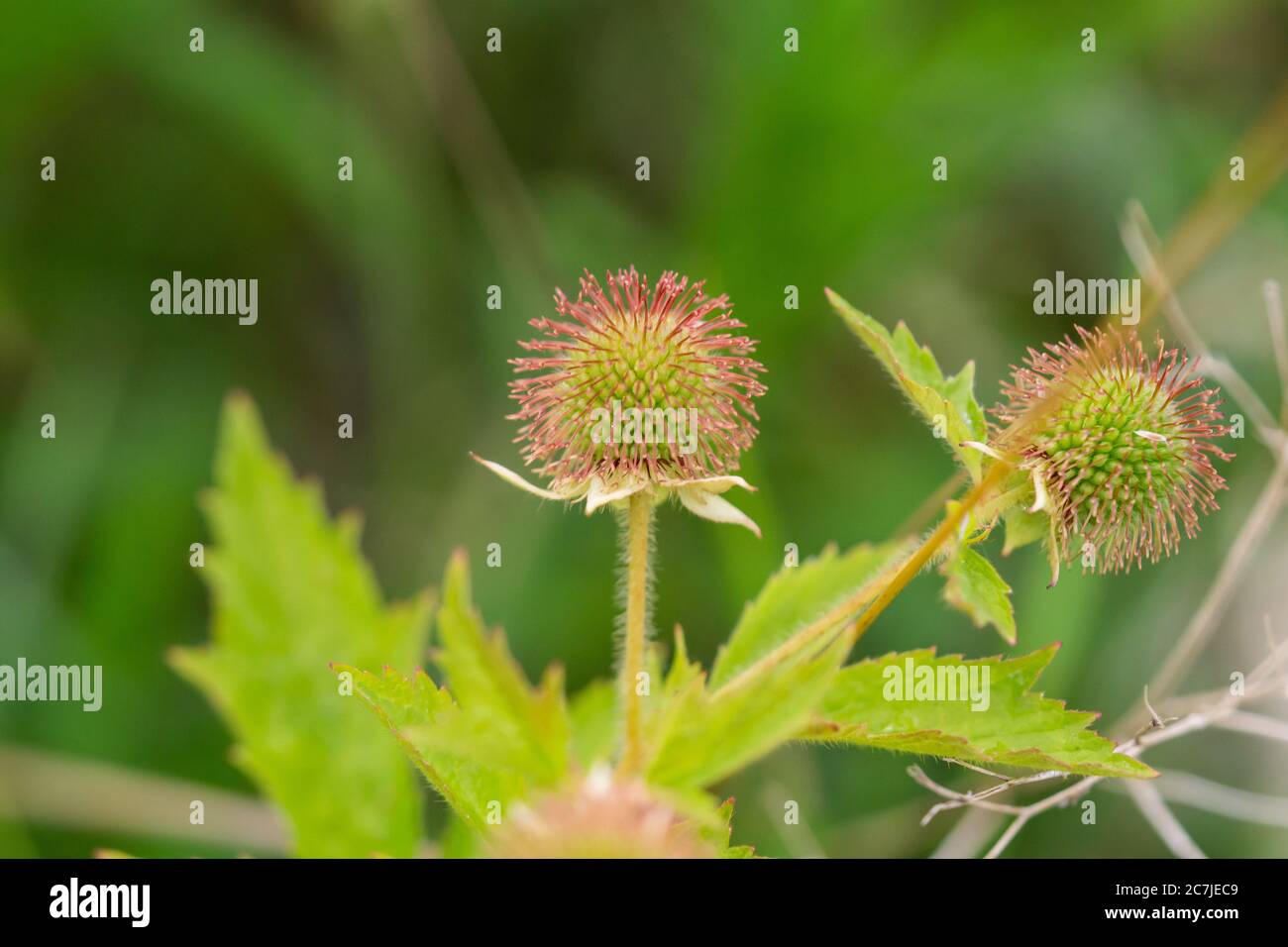 Rough avens hi-res stock photography and images - Alamy