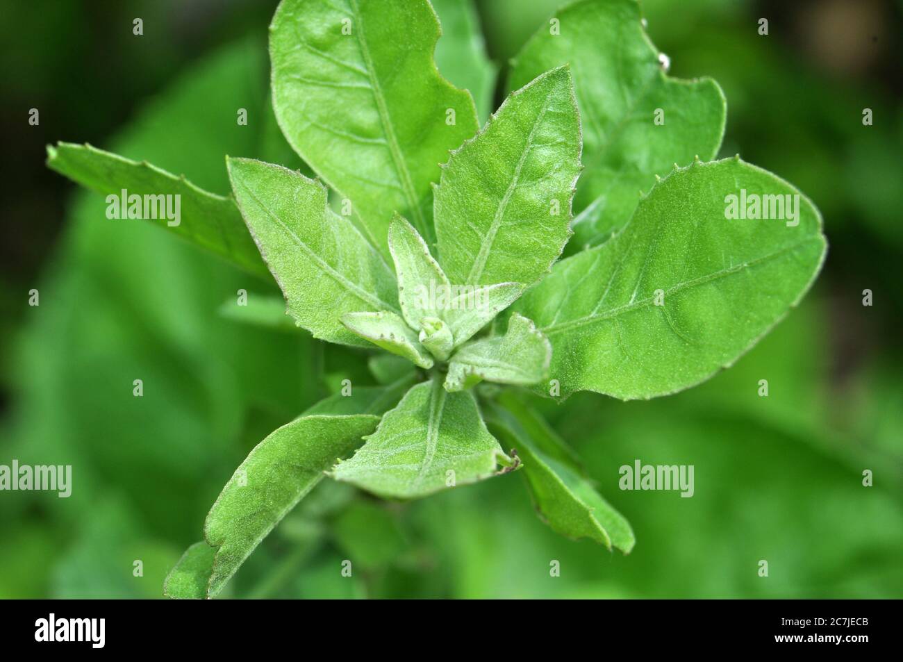 Pluchea indica is a species of flowering plant in the aster family ...